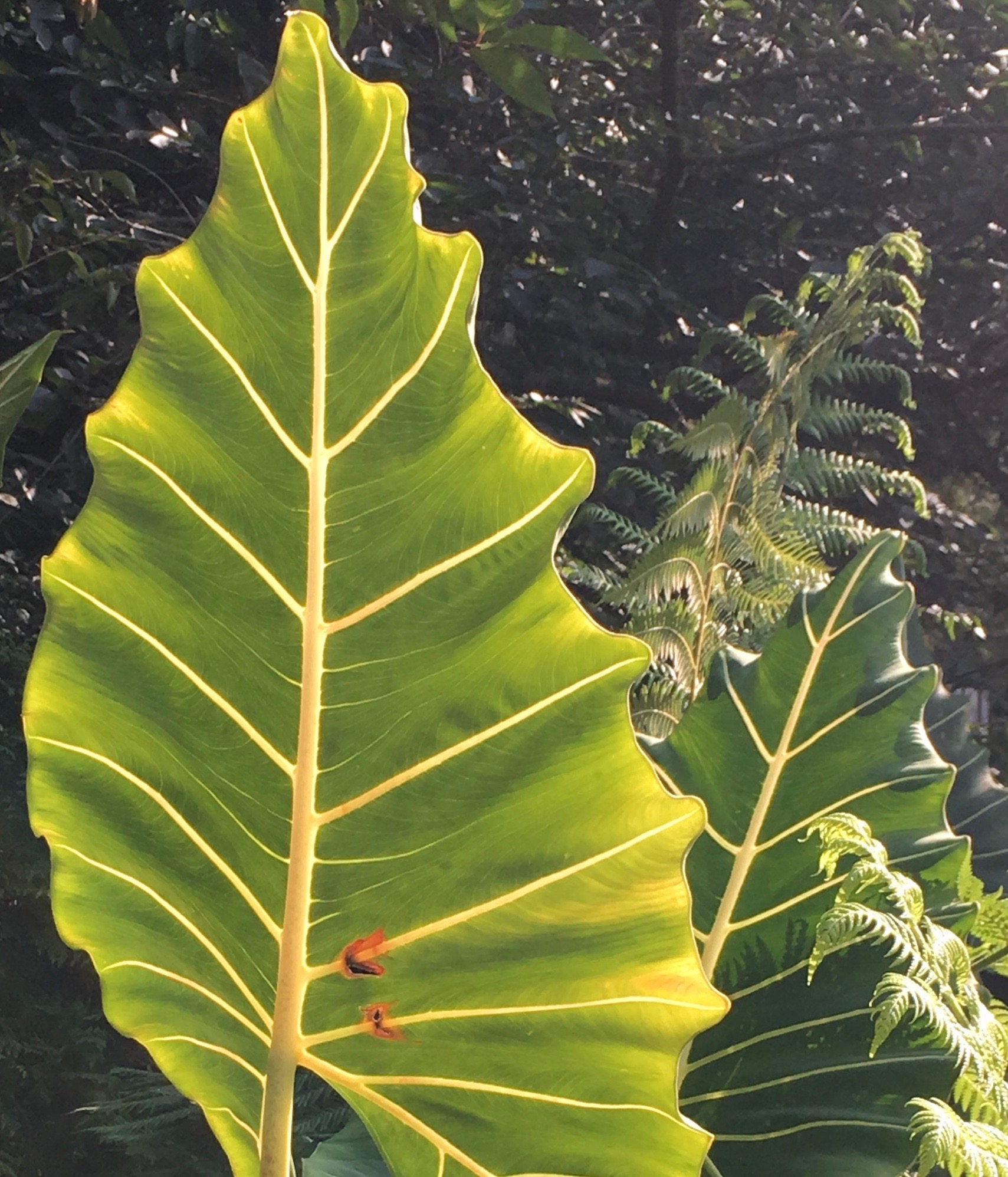 Jennie’s Masterpiece… the story of Butchart Gardens | notesonaboardingpass